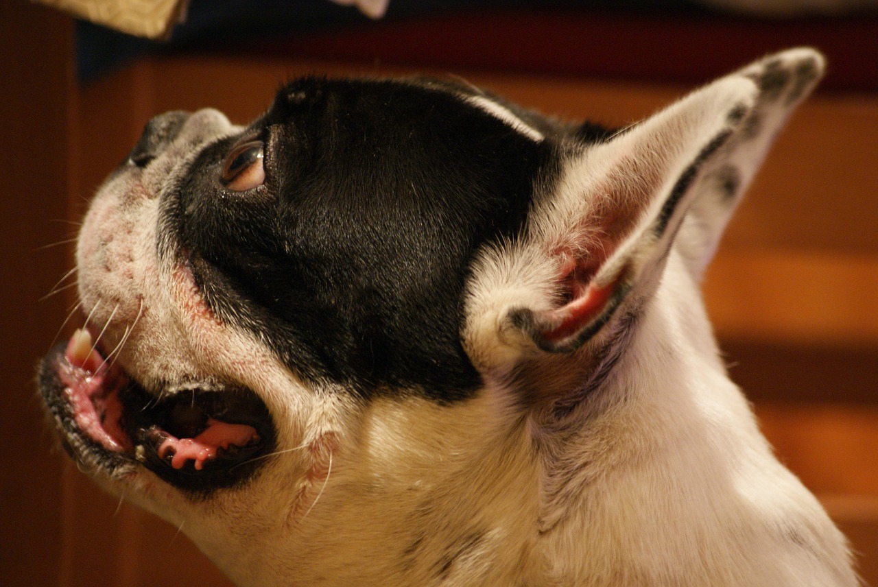 Washington Woodland French Bulldogs (Breeder Review) - Smiling Bulldogs