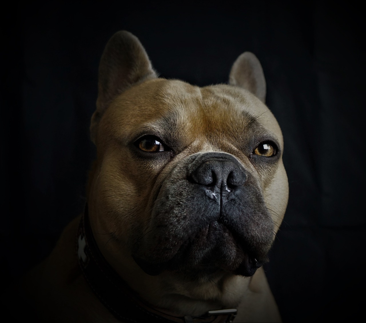 Frenchie Kisses Kennel Review + Info (French Bulldog Services ...