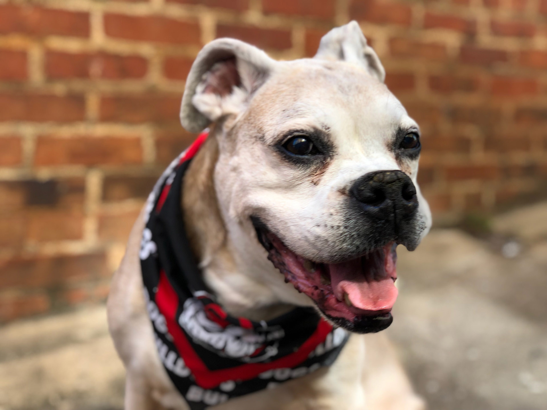 Wright-Way Rescue Review + INFO (French Bulldog Rescue) - Smiling Bulldogs