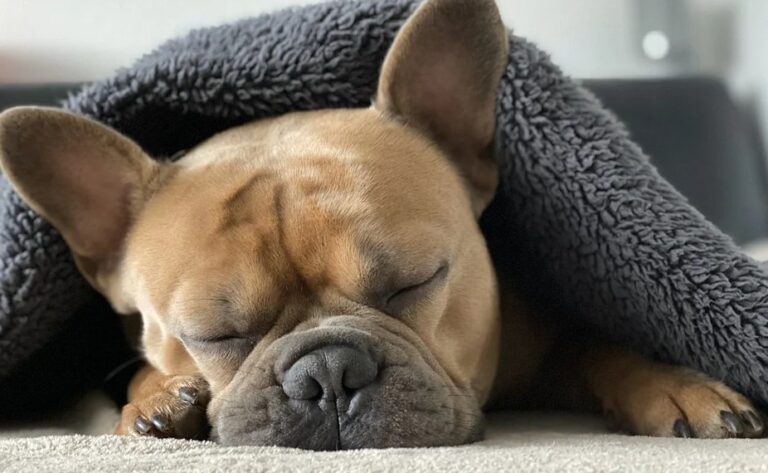 Take Paws Rescue Review + INFO (2021) - Smiling Bulldogs